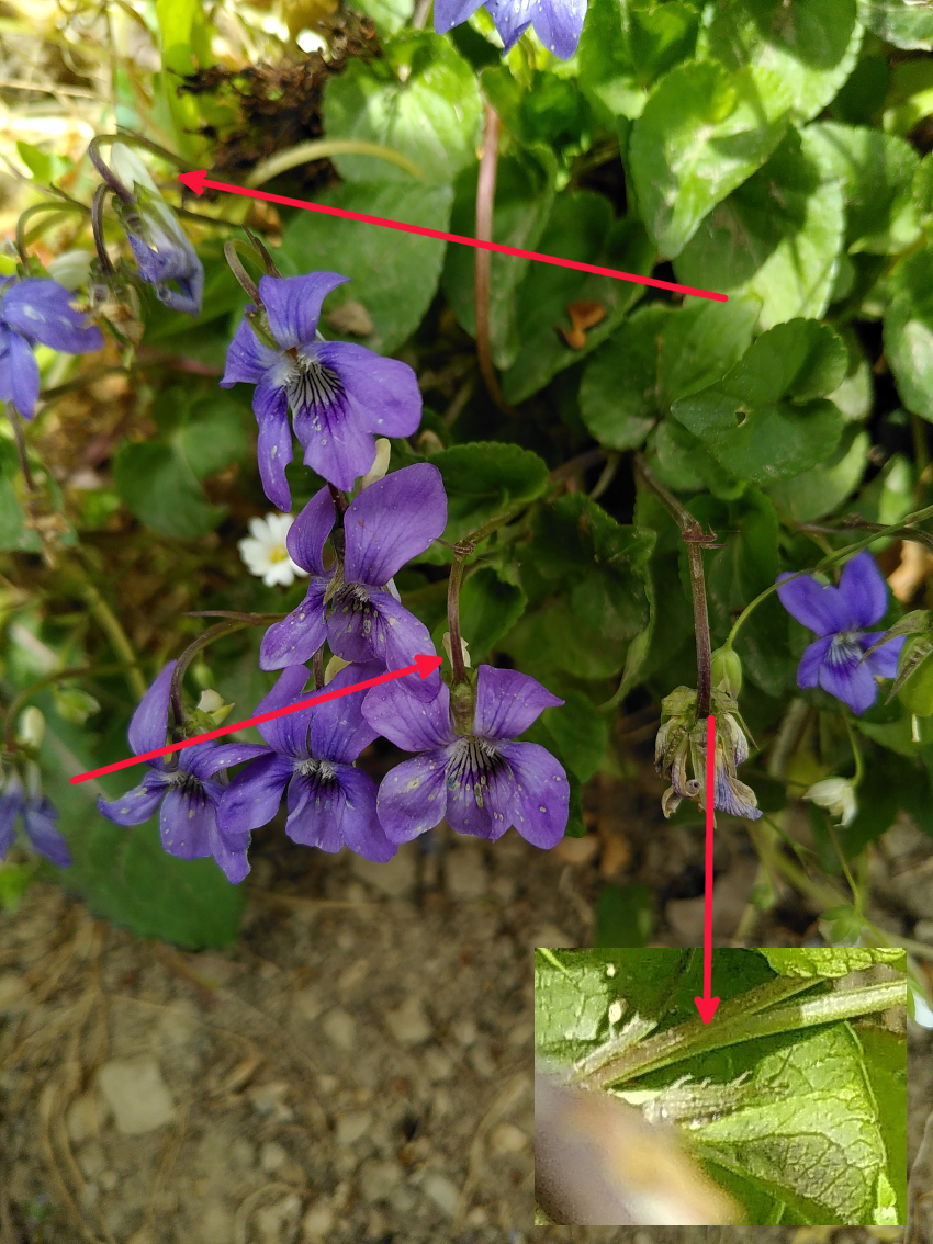 Viola riviniana. Violette de Rivinus - Le Compagnon rouge