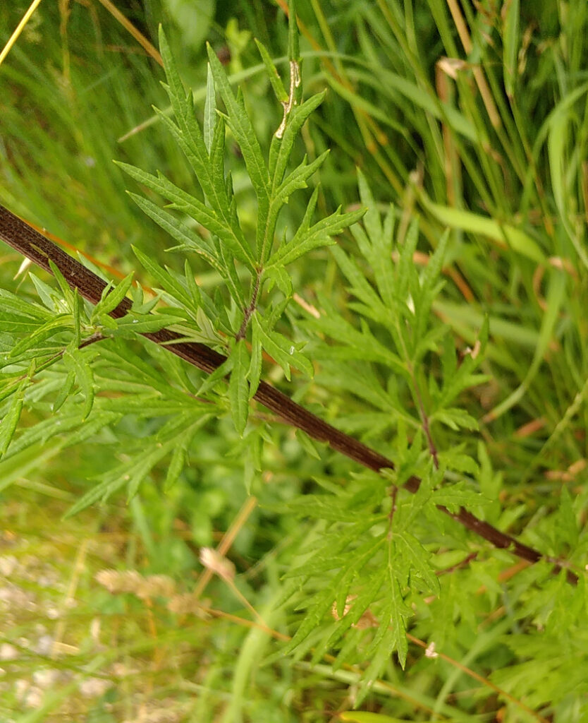 Artemisia vulgaris. Armoise commune - Le Compagnon rouge