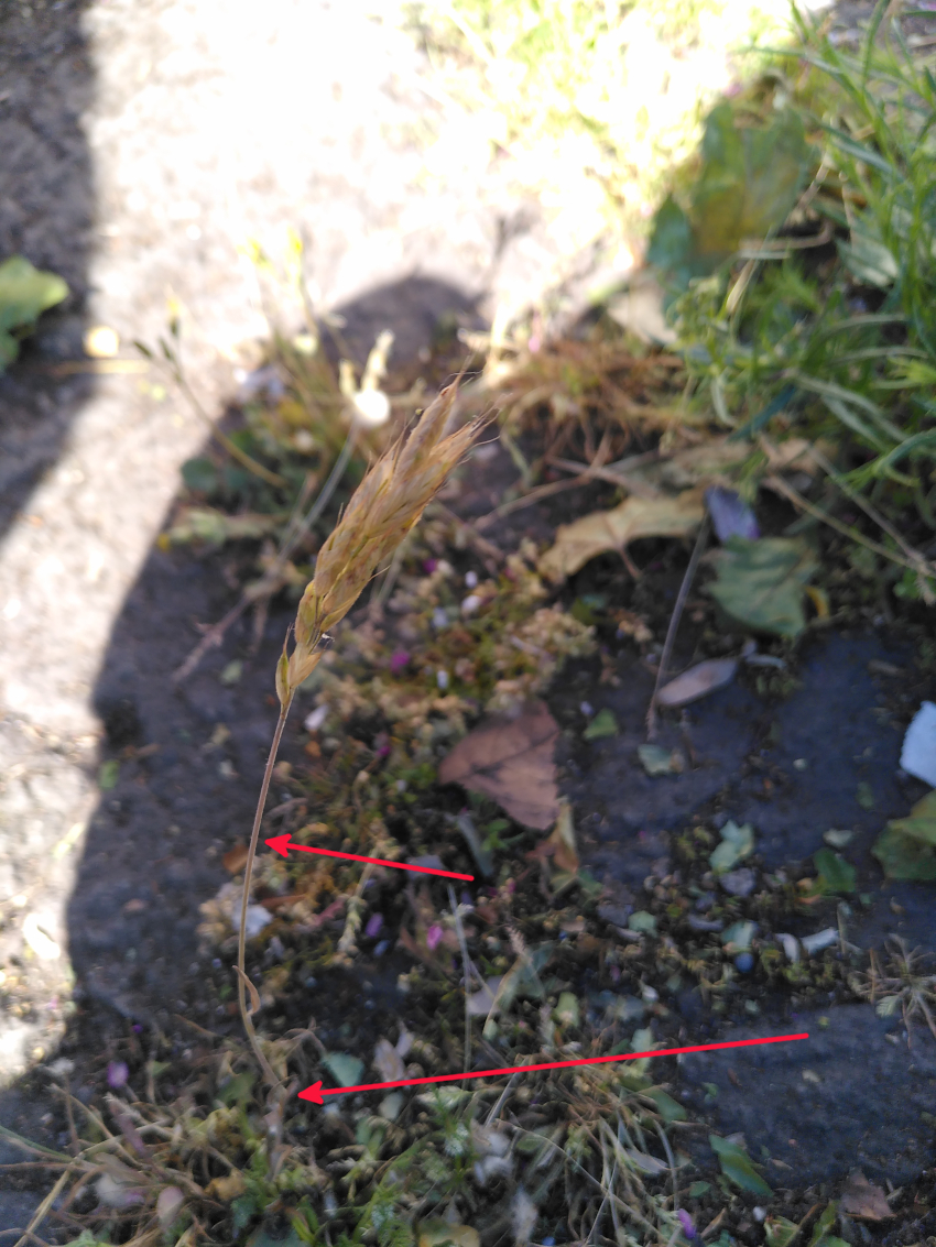 Bromus hordeaceus. Brome mou. - Le Compagnon rouge
